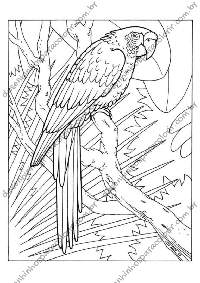 Desenho para Colorir Arara
